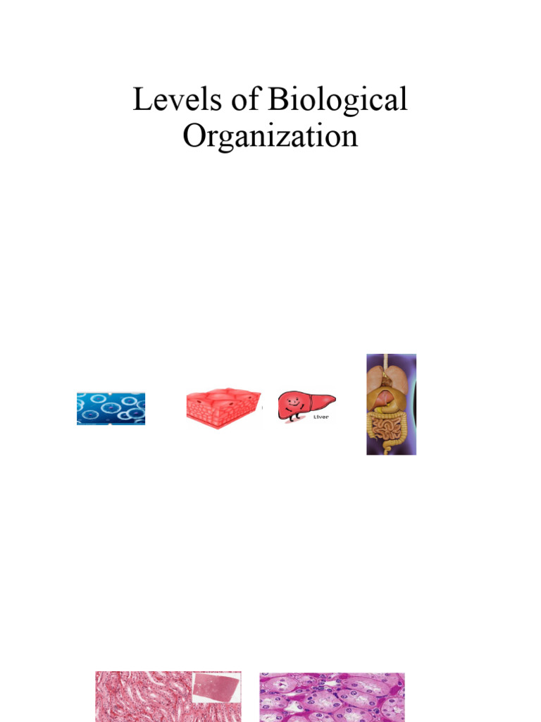 Levels of Biological Organization | PDF | Epithelium | Tissue (Biology)