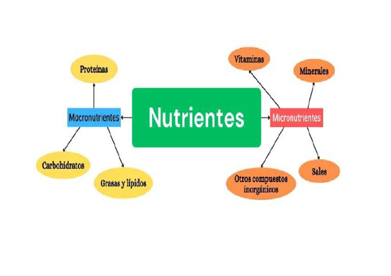 mapa conceptaul sobre los nutrientes | PDF