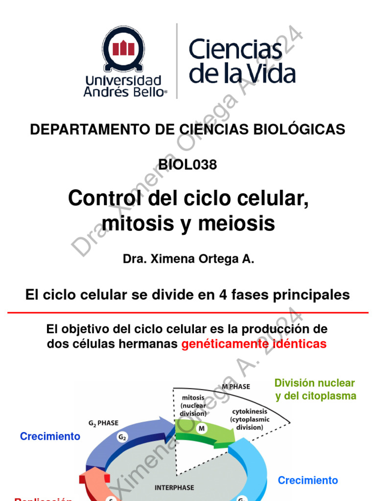 202410+BIOL038+Clase+11+Ciclo+Celular%2C+Divisi%C3%B3n+Celular+y+Muerte ...
