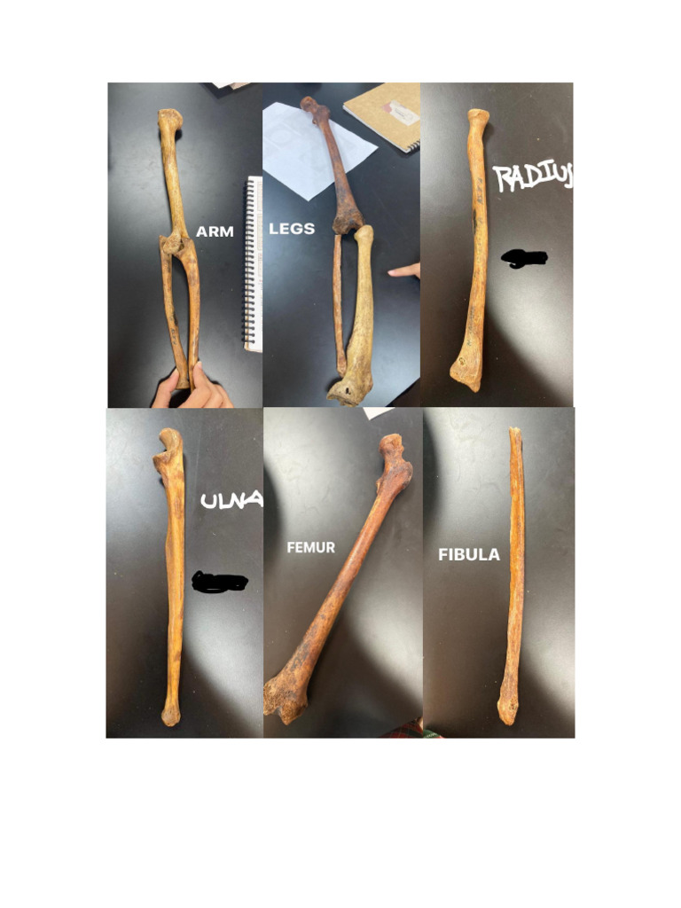 BONES | PDF