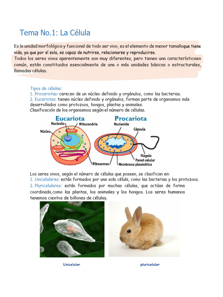 Basica Material 1 LMM | PDF | Biología Celular) | Citoplasma