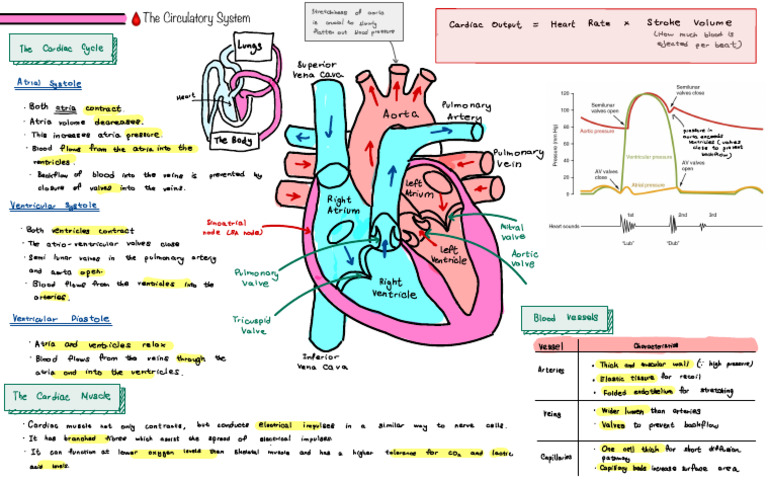 Circulatory System - FactRecall | PDF | Heart Valve | Ventricle (Heart)