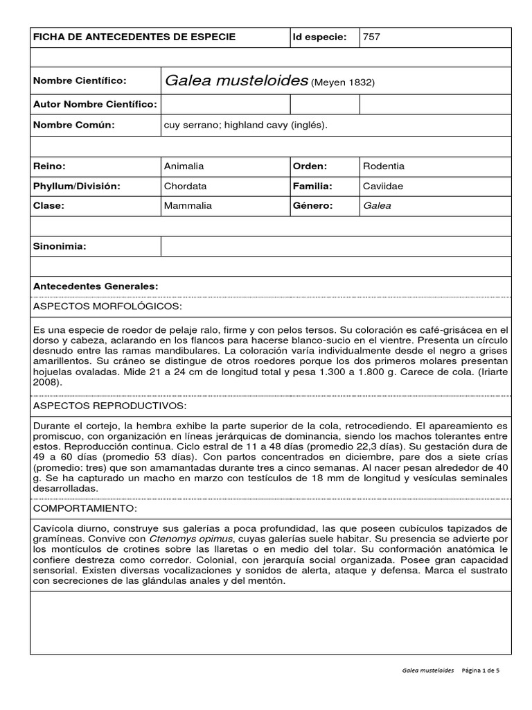 Galea Musteloides P08 Corregida | PDF | Chile | Especie en peligro