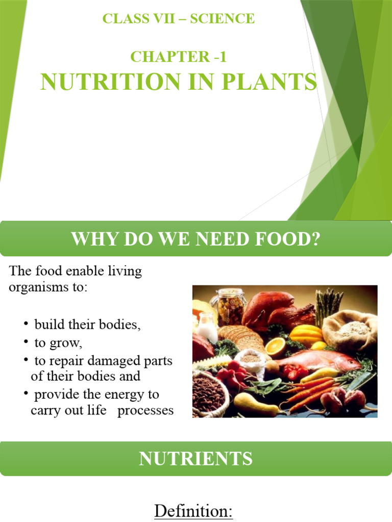 CH 1 Nutrition in Plants 2 | PDF | Nutrition | Diet & Nutrition