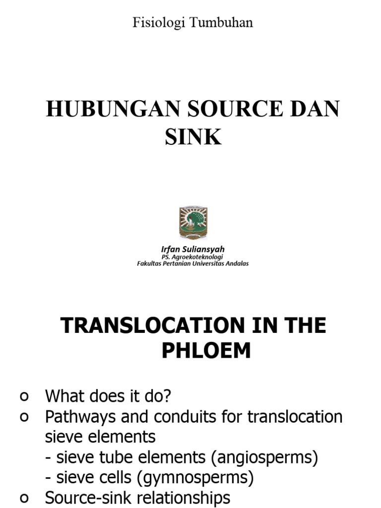 Phloem Translocation and Source-Sink Dynamics | PDF | Plant Morphology ...