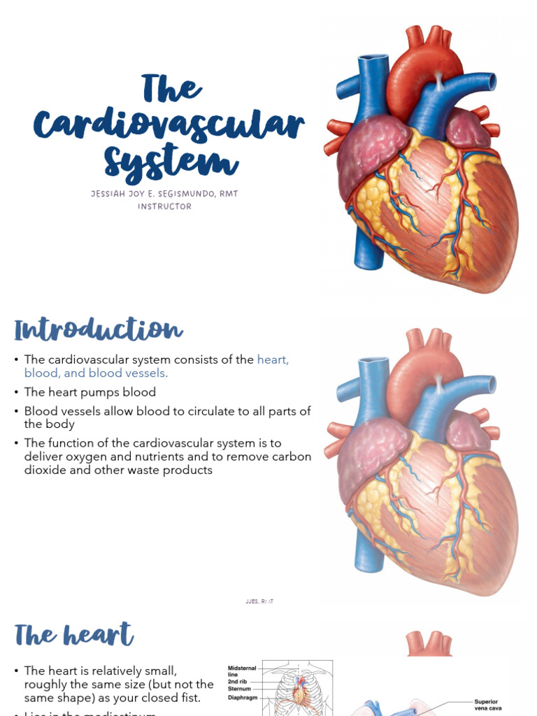 The Cardiovascular System | PDF | Heart Valve | Heart