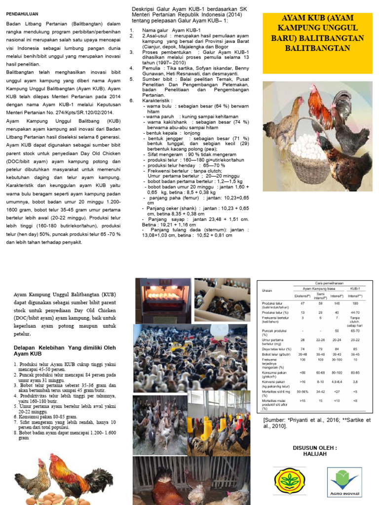 Brosur Ayam Kub | PDF