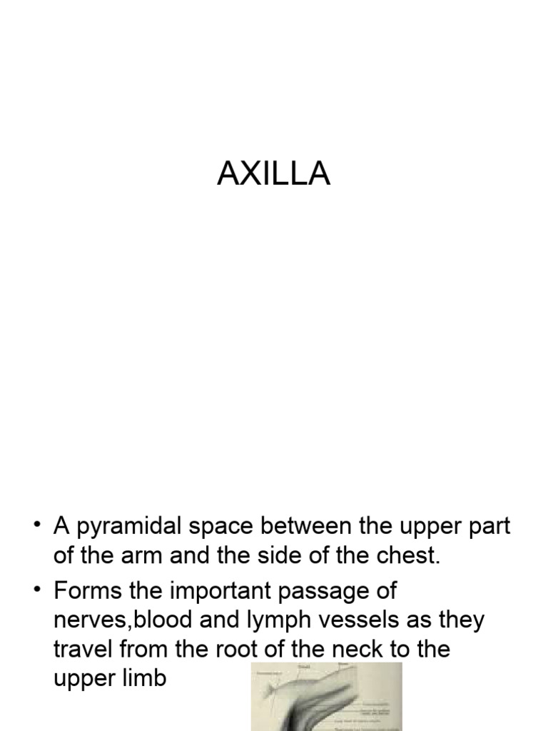 AXILLA | PDF | Arm | Anatomy