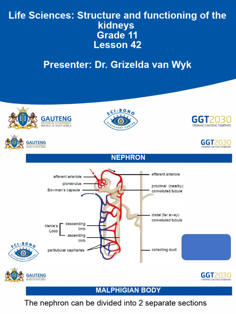 Life Sciences Gr.11 Lesson 42 Structure and Functioning of the Kidneys | PDF | Kidney | Organ ...