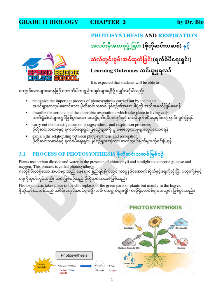 G11 Bio CHP 3 Translation | PDF