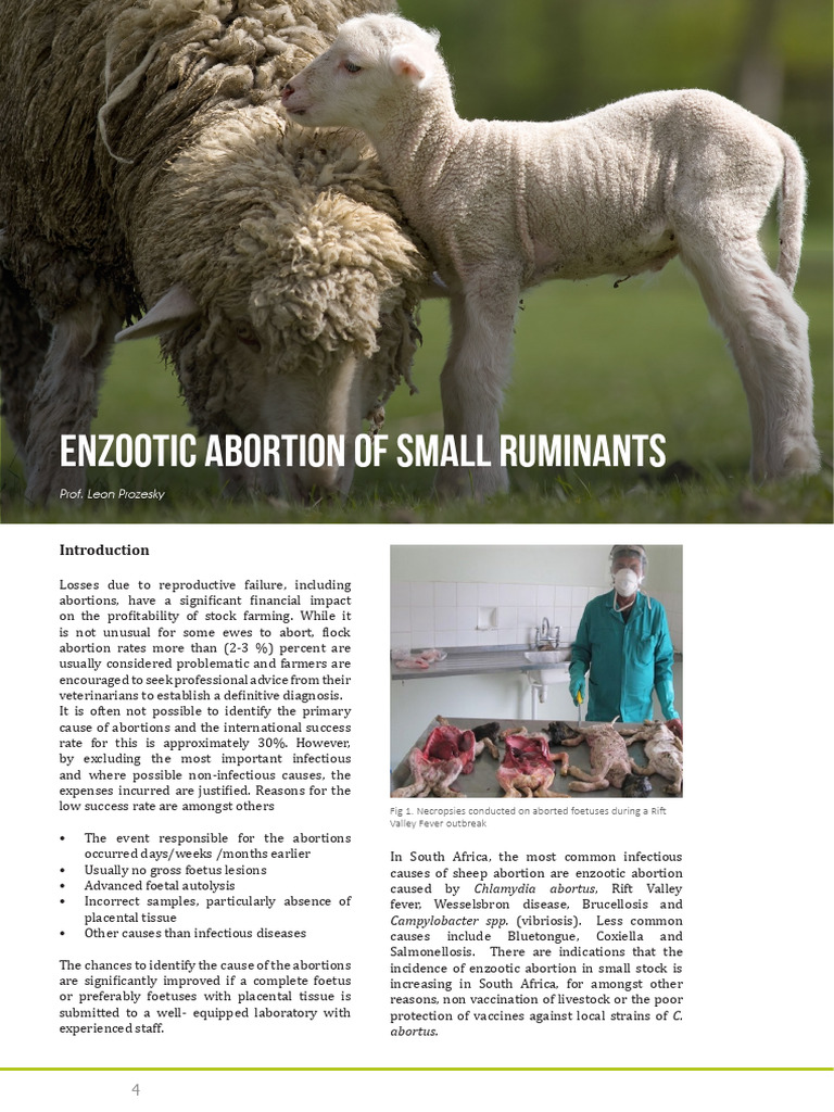 Enzootic Abortion in Small Ruminants | PDF | Sheep | Infection