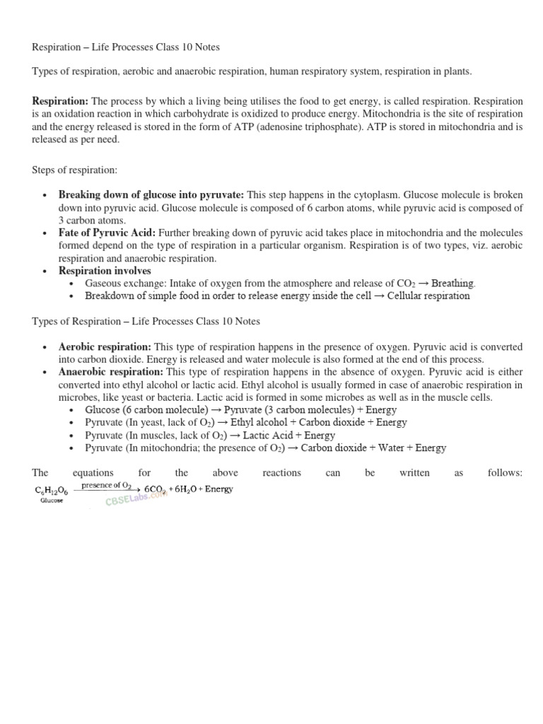 Respiration To Excretion | PDF | Cellular Respiration | Respiratory Tract