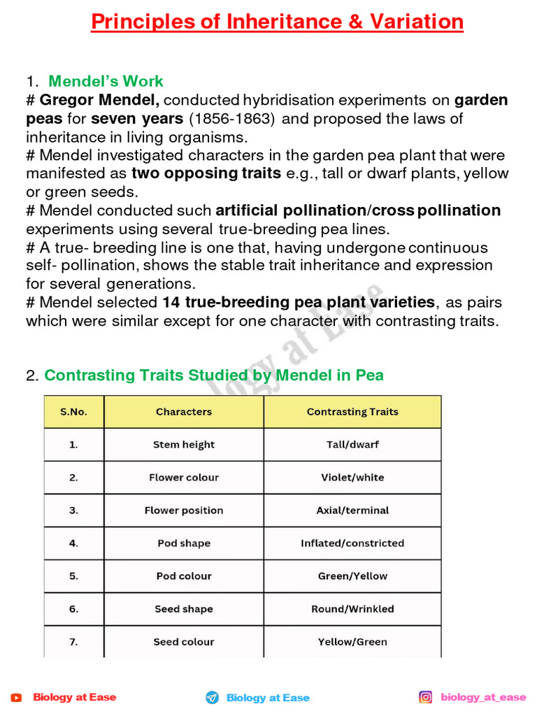 Principles of Inheritance & Variation NOTES | PDF | Dominance (Genetics ...