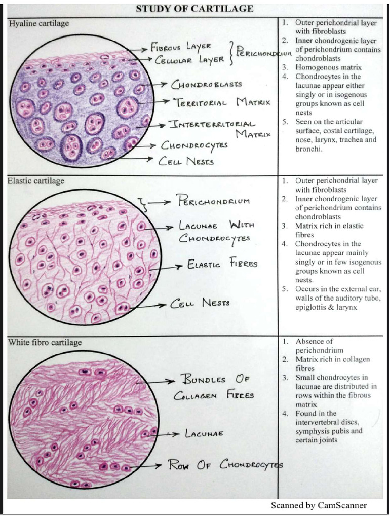 Histology | PDF