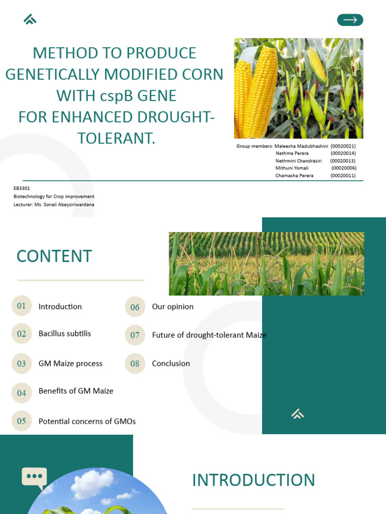 Genetically Modified Maize With Drought Tolerance | PDF | Genetic Engineering | Genetically ...
