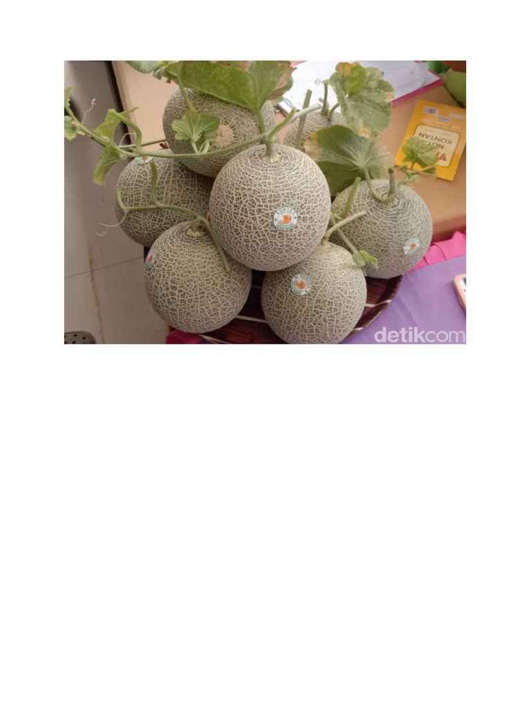 Melon Fujisawa | PDF