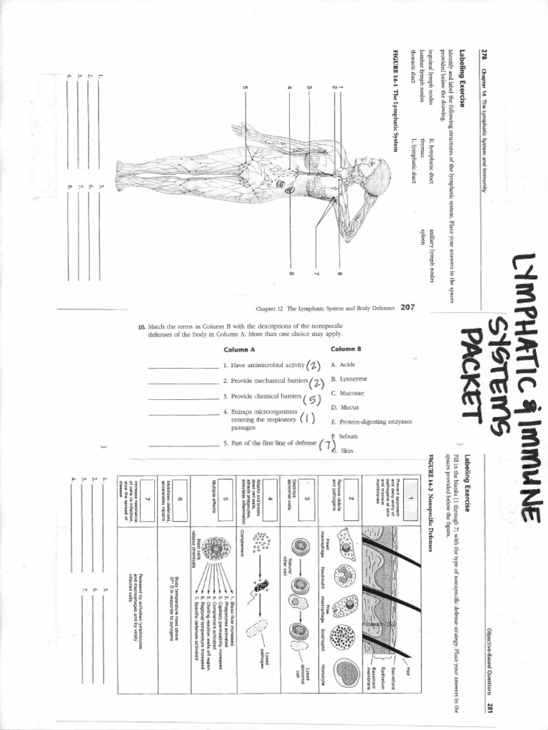 Lymphatic and Immune System Packet | PDF