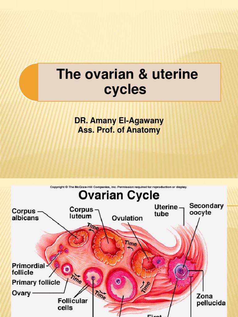 Ovarian and Uterine Cycle Overview | PDF | Menstrual Cycle | Ovary