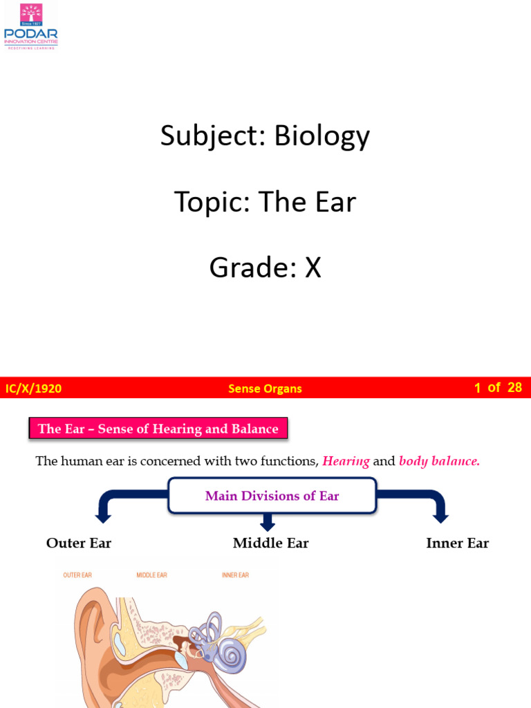 X - Bio - Structure of Ear | PDF | Ear | Hearing