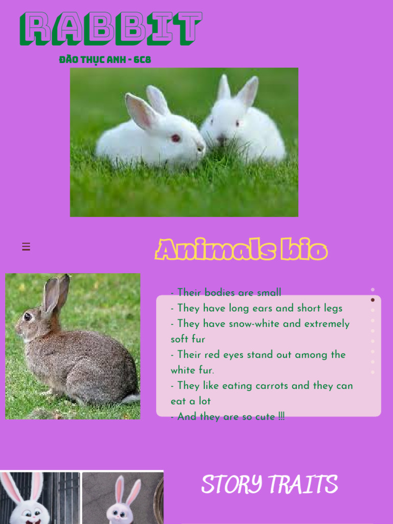 Rabbit Presentation | PDF