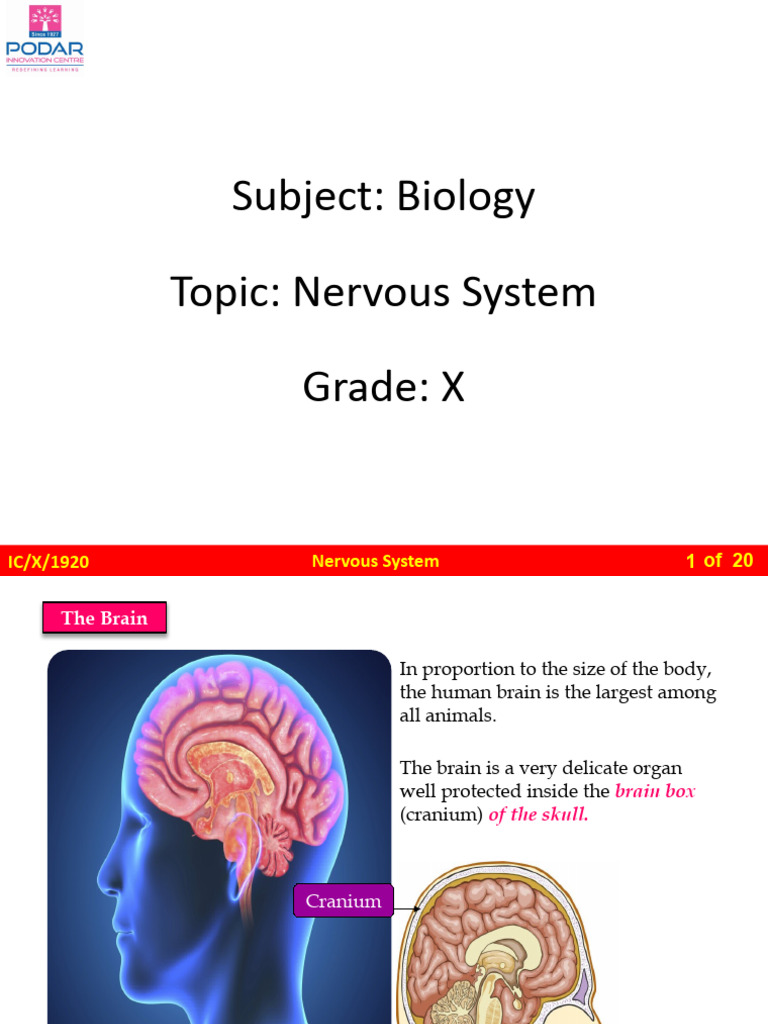 X Bio Brain | PDF | Cerebrum | Cerebral Cortex
