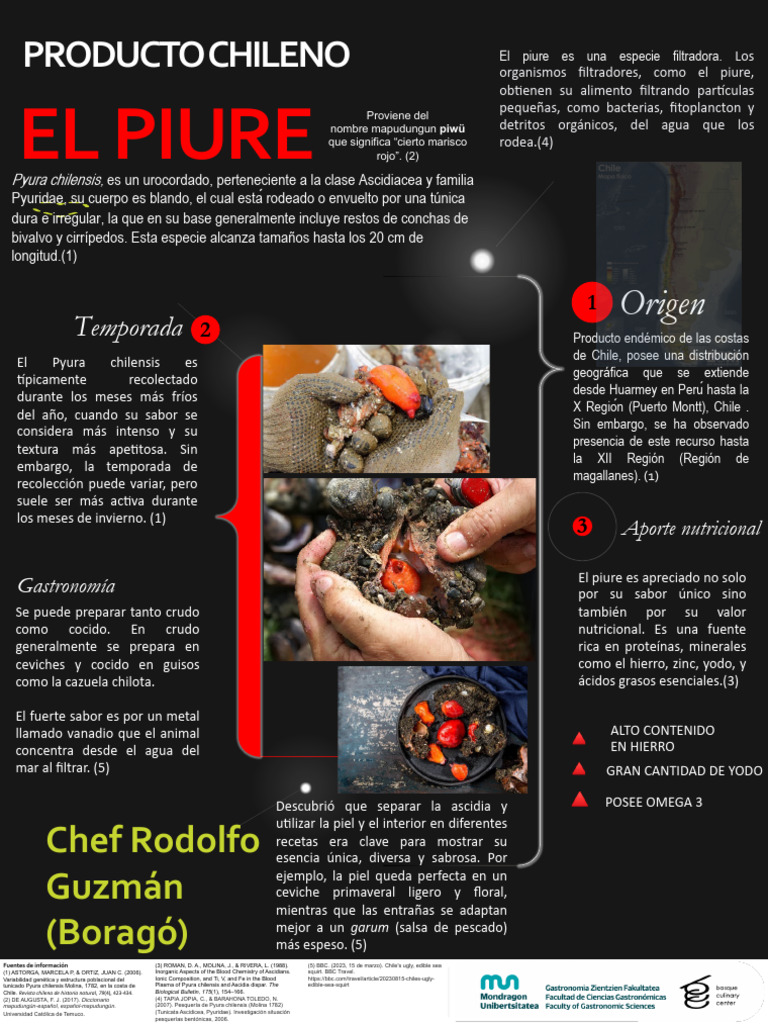Piure: Delicia Chilena Nutritiva | PDF
