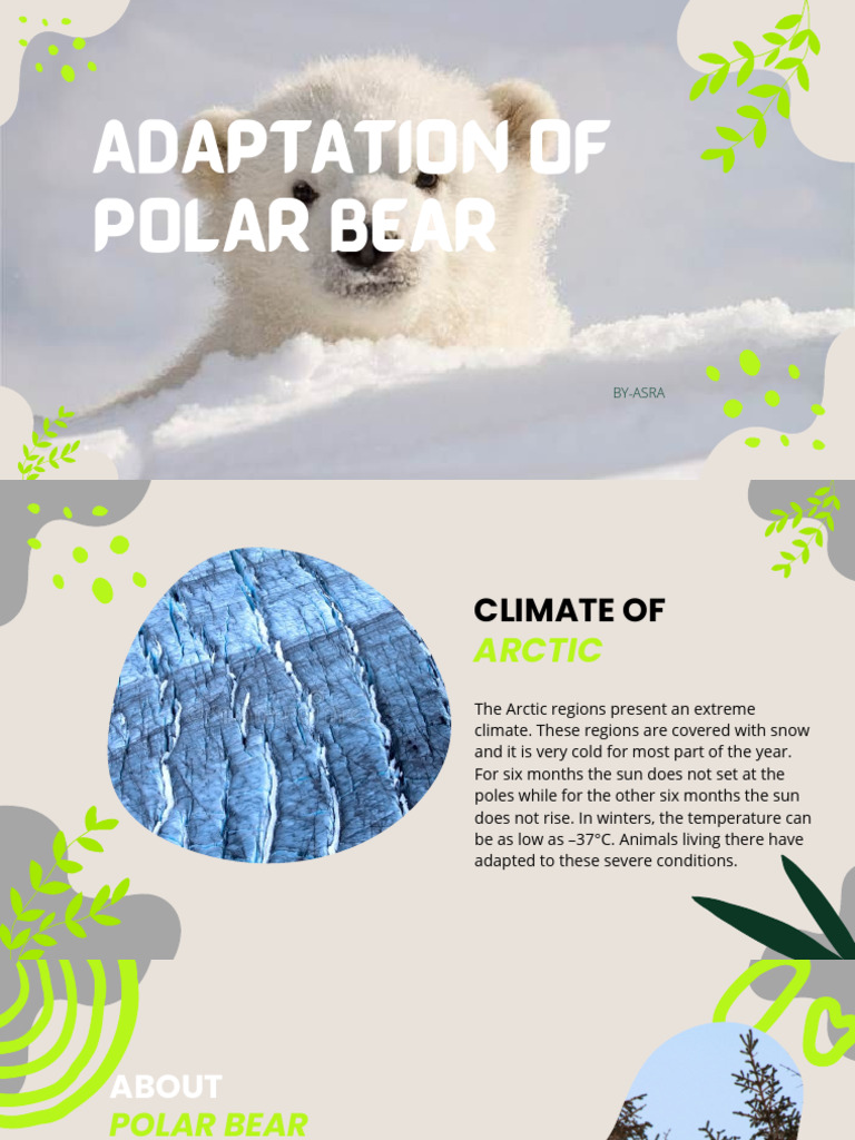 Polar Bear Adaptations in Arctic Climate | PDF | Home & Garden