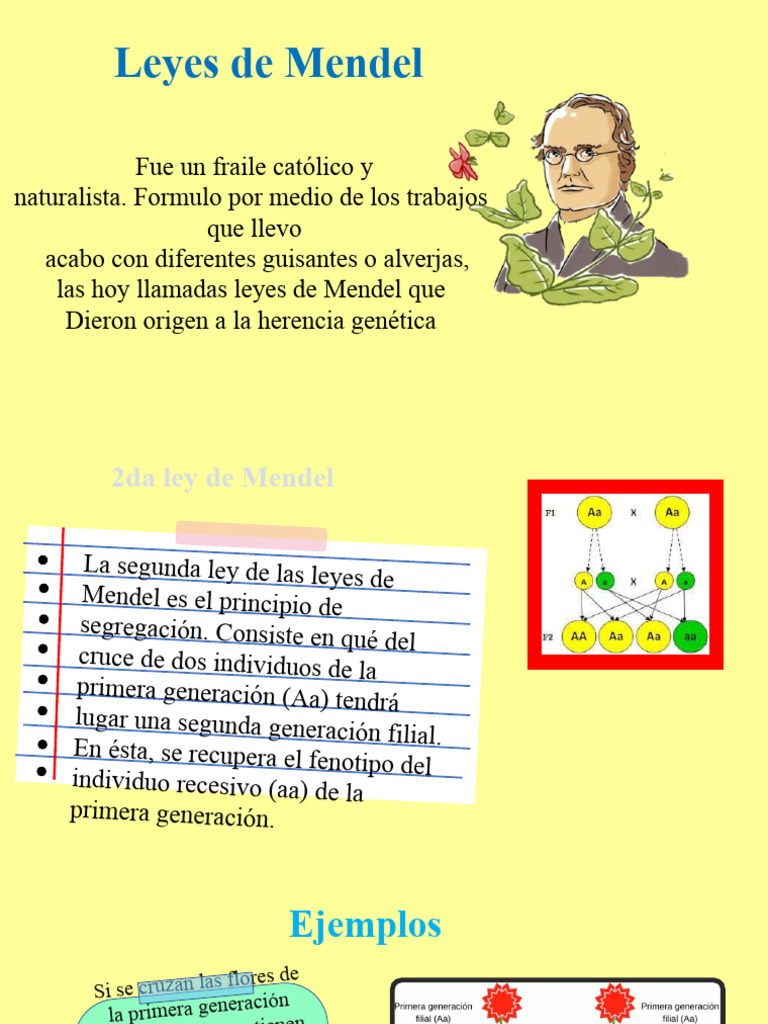 Ley de Mendel XD | PDF | Dominancia (Genética) | Ciencias de la vida