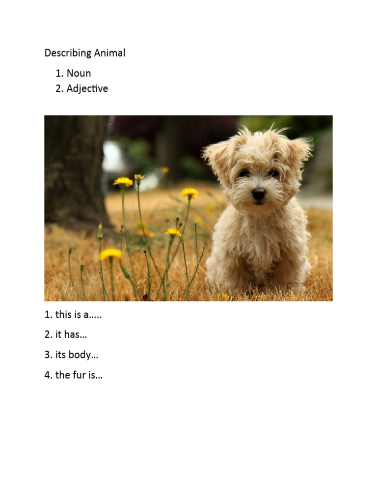 Describing Animal | PDF | Language Arts & Discipline | Self-Improvement