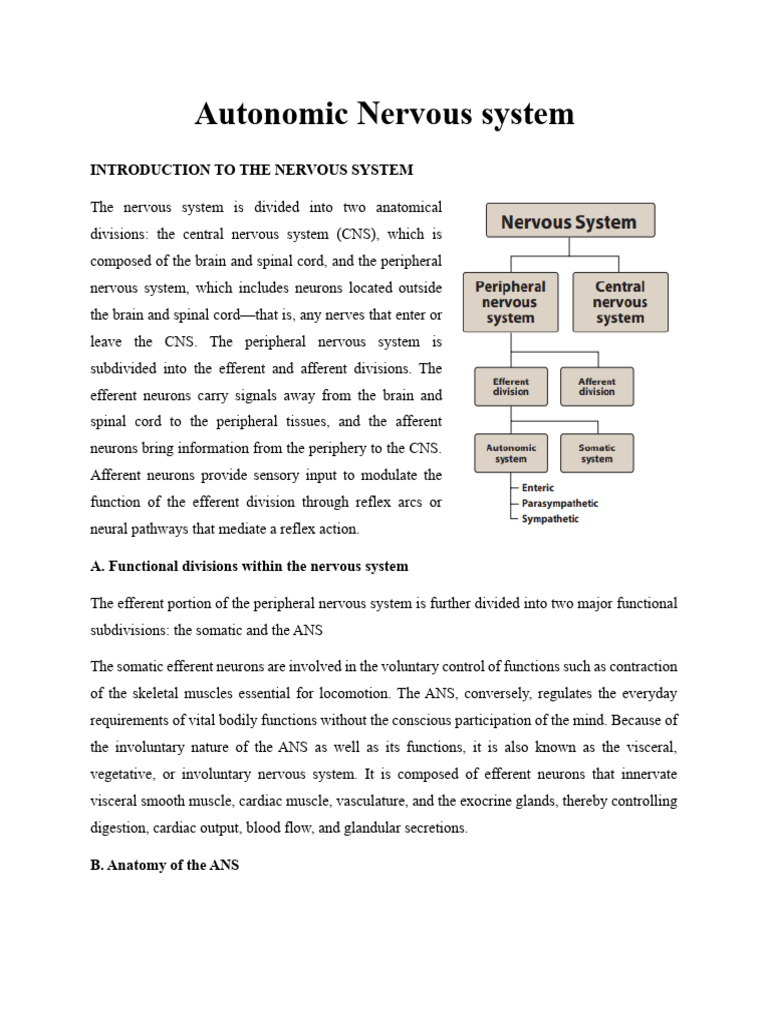 Autonomic Nervous System 22 - 061936 | PDF | Neurotransmitter | Nervous ...