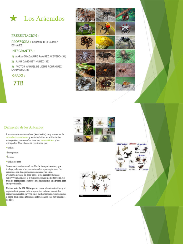 Presentacion de Los Aracnidos | PDF