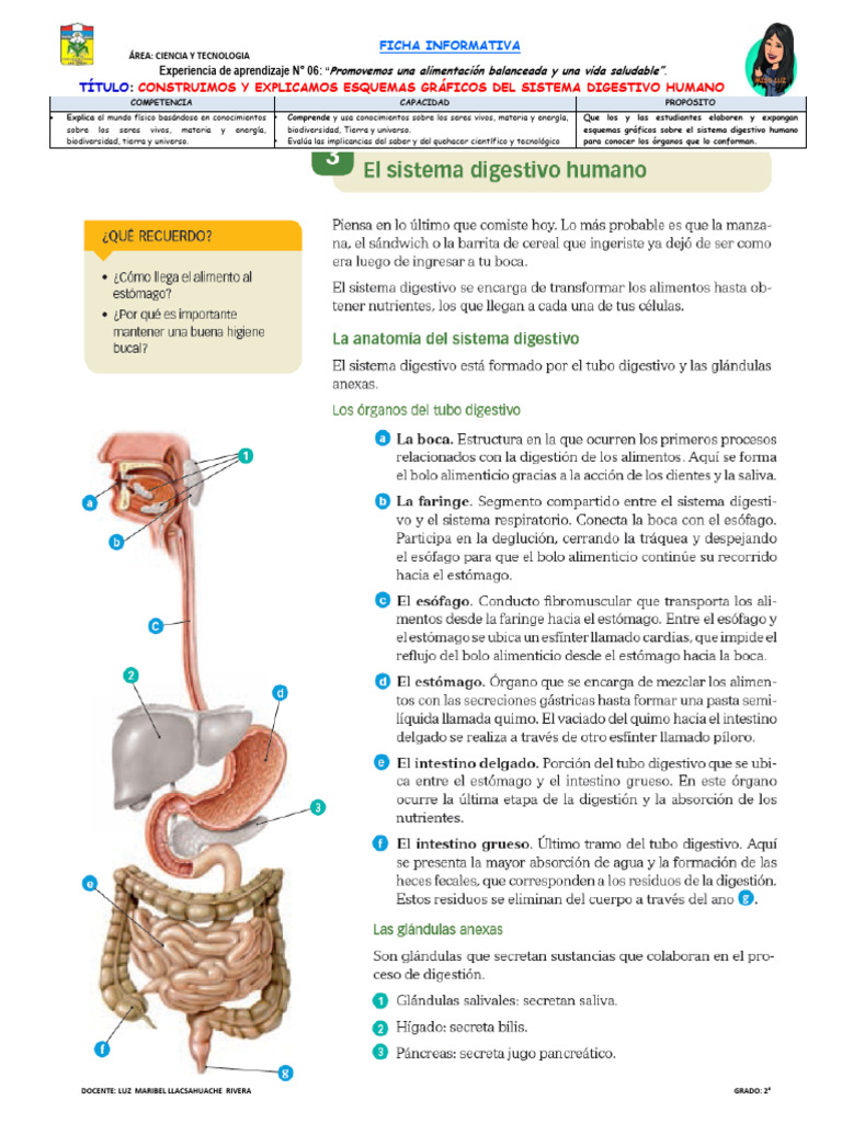 Esquemas del Sistema Digestivo Humano | PDF