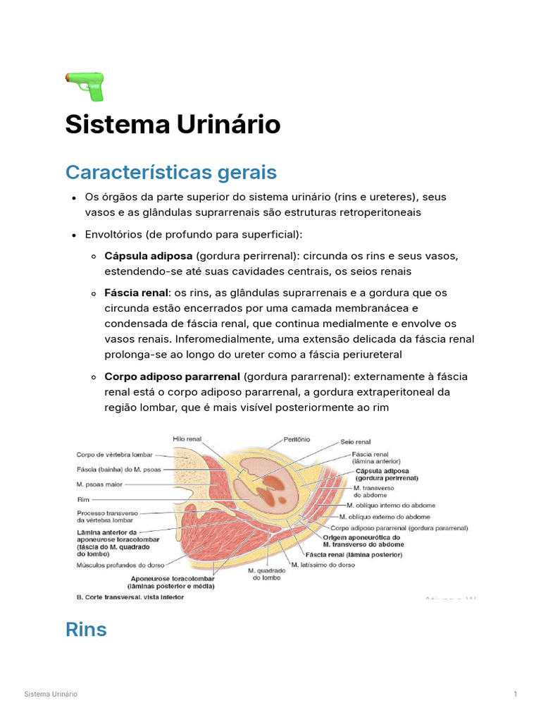 Resumo Anatomia Sistema Urinário | PDF | Rim | Próstata