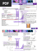 Reflejo Cremasterico | PDF