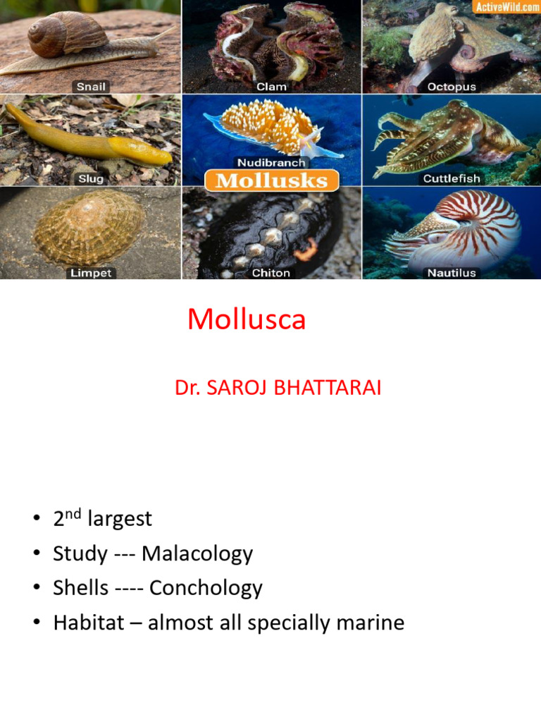 Mollusca | PDF | Mollusca | Molluscs