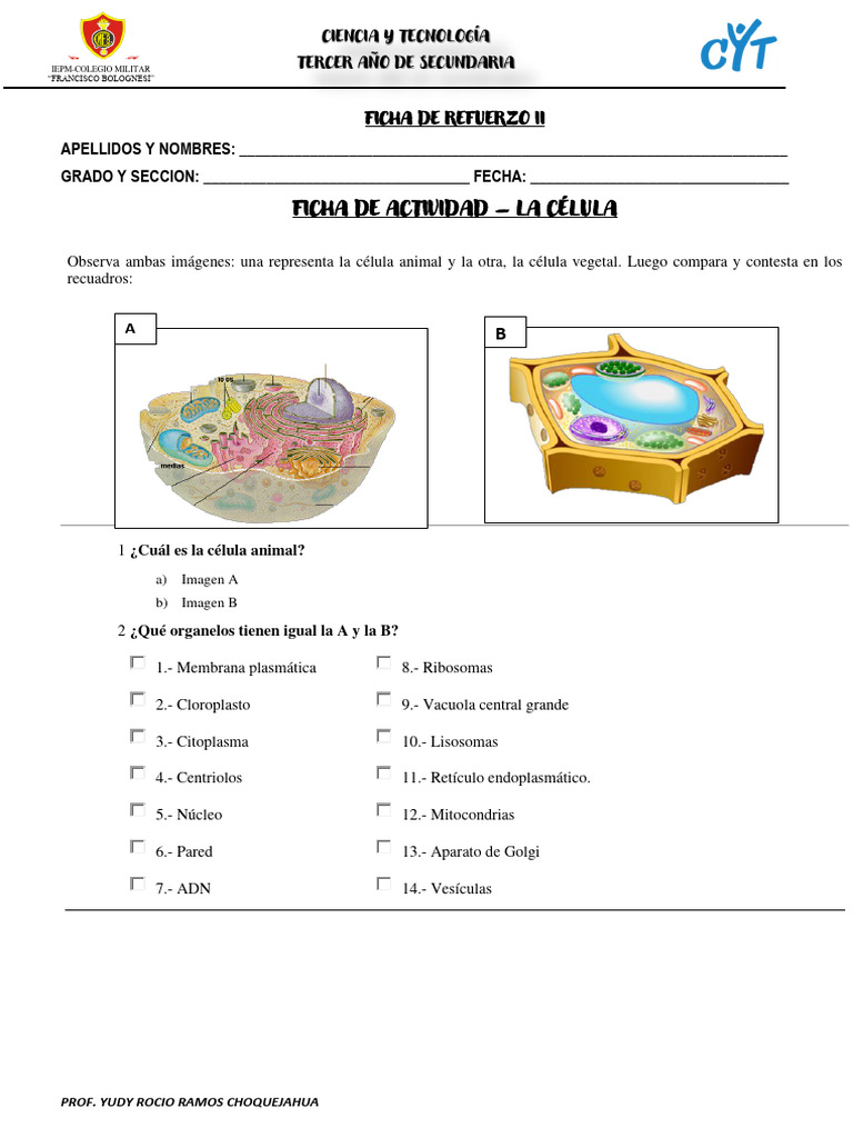 Ficha de Refuerzo Ii Celula y Organelos | PDF | Biología Celular ...