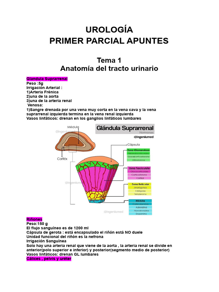 Apuntes Primer Parcial Uro | PDF | Riñón | Peritoneo