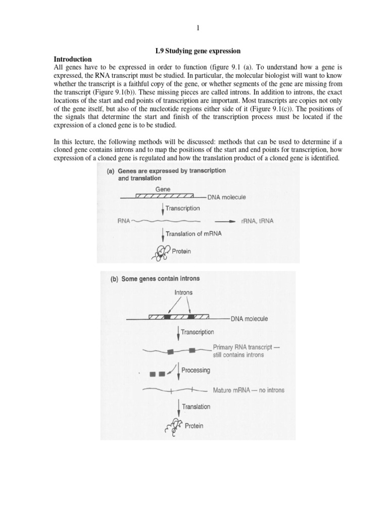 L9 Studying Gene Expression | PDF | Dna | Gene