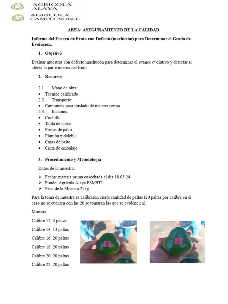 informe de evolucion de machucon | Descargar gratis PDF | Aguacate