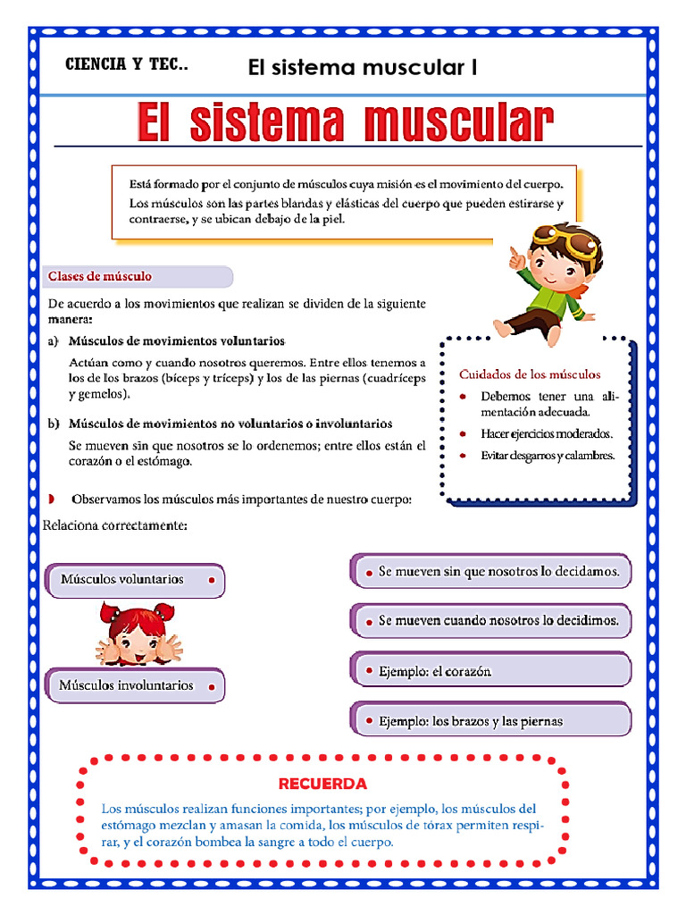 D2 A3 FICHA CT. El Sistema Muscular | PDF | Músculo | Músculo esquelético