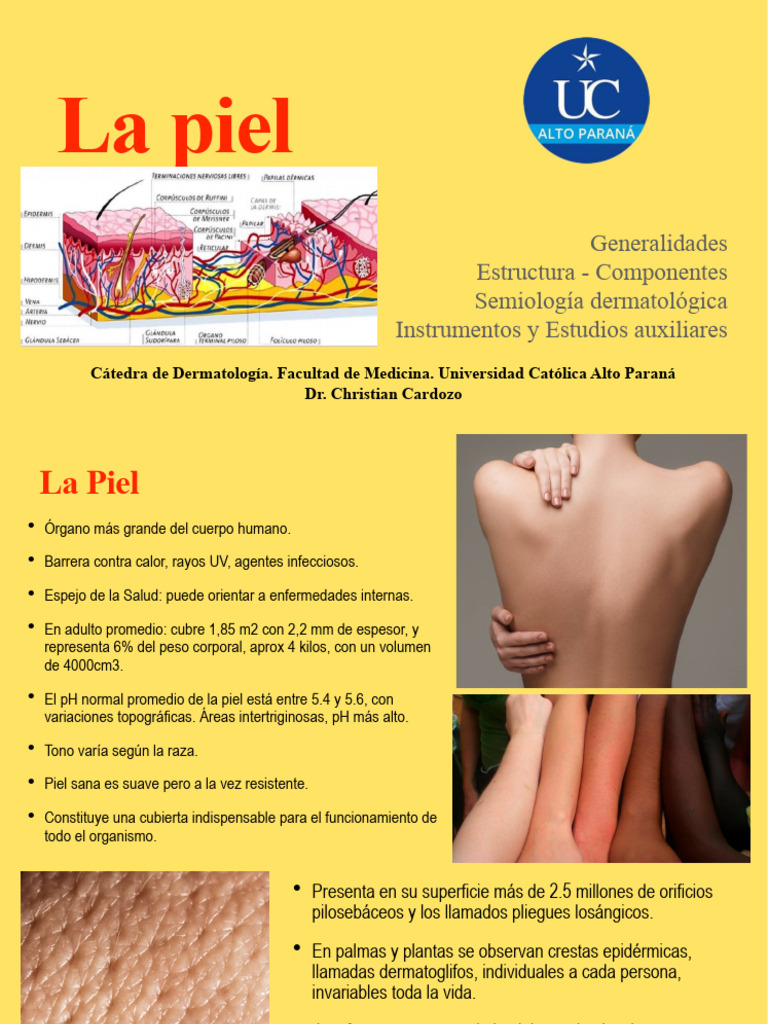 LA piel - generalidades 2024 - Clase 2 | Descargar gratis PDF | Piel | Epidermis