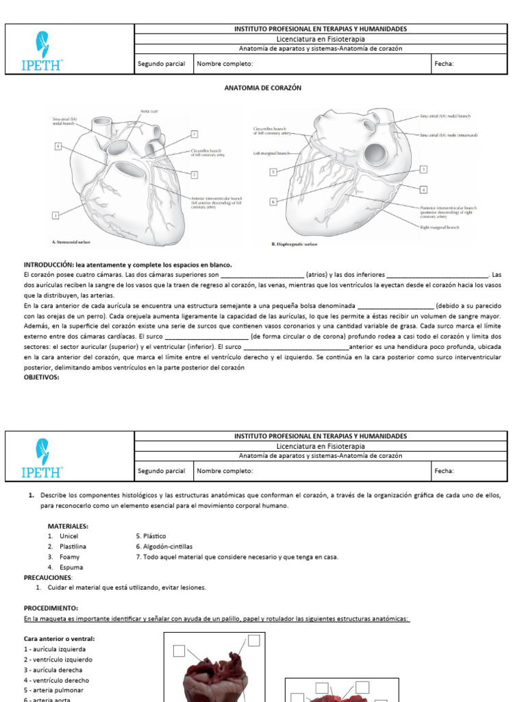 Maqueta Corazón Pdf Corazón Ventrículo Corazón