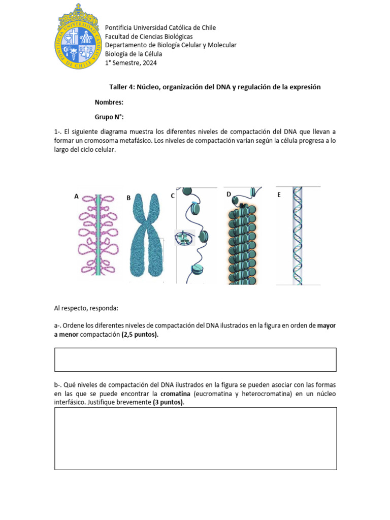 Taller 4 Biocel | PDF | Histona | Cromatina