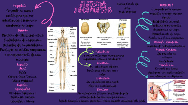 MAPA MENTAL SISTEMA LOCOMOTOR | PDF | Esqueleto | Músculo
