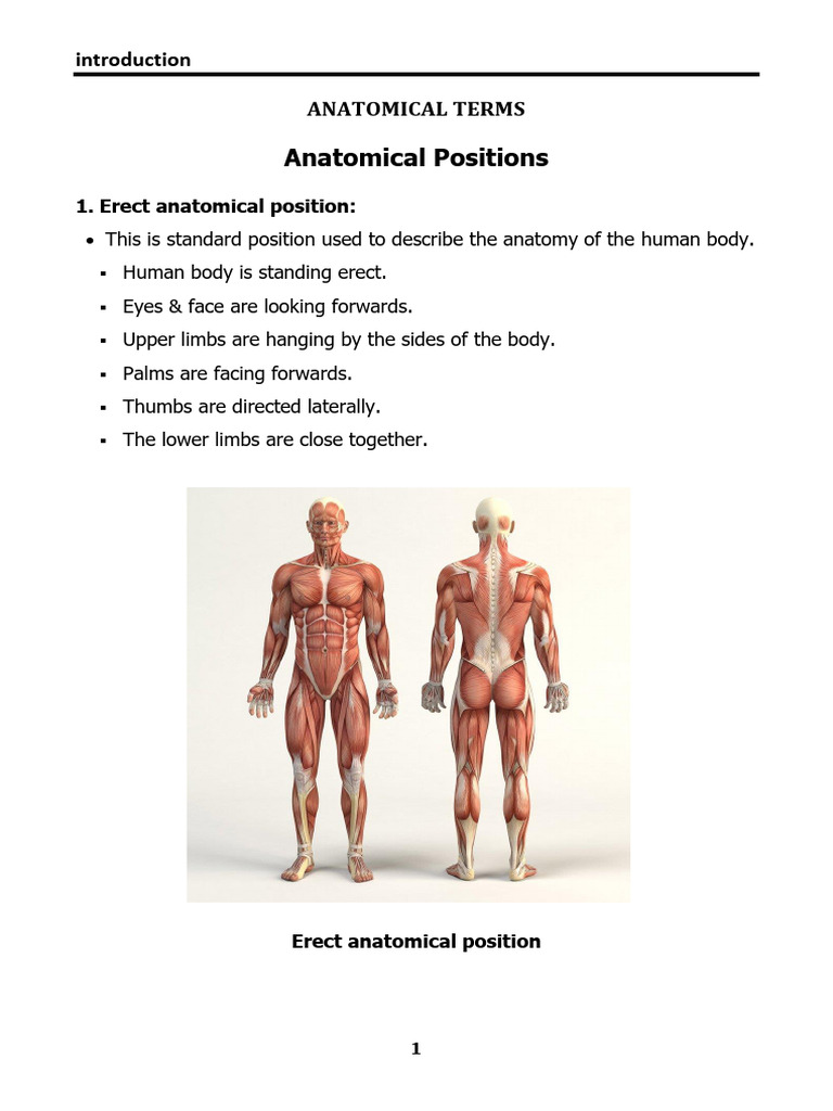 Introduction of Anatomy - Part 1 | PDF | Bone | Cartilage