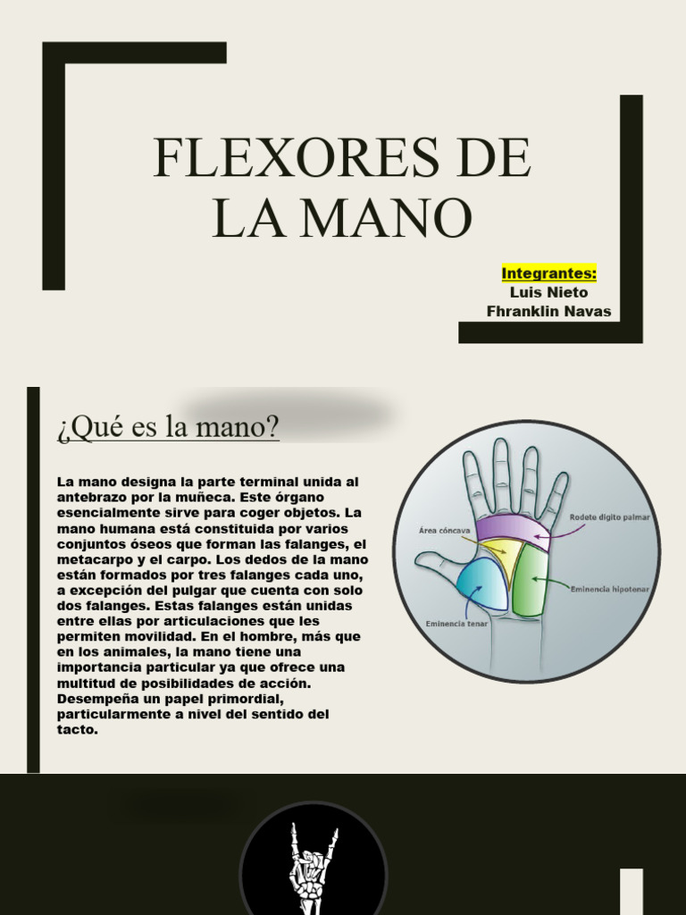 Flexores de la mano | PDF | Mano | Anatomía