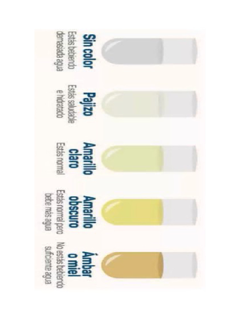 ORINA examen medico y valores normales | PDF