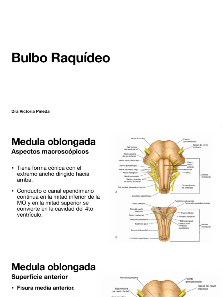 Bulbo Raquideo | PDF | Anatomía | Cerebro