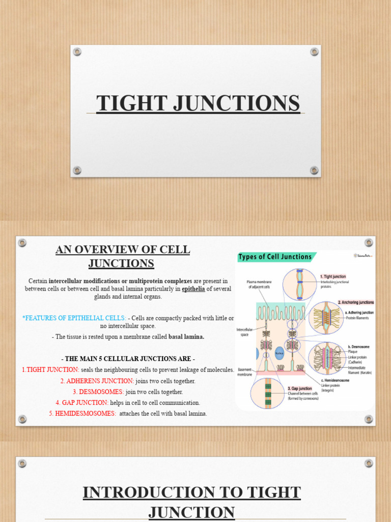 Overview of Tight Junctions in Cells | PDF | Epithelium | Cell Membrane