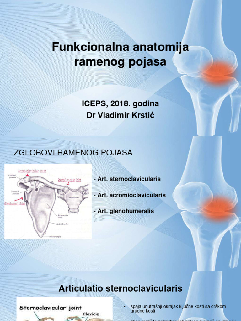 Funkcionalna Anatomija Zglobovi Ramenog Pojasa | PDF